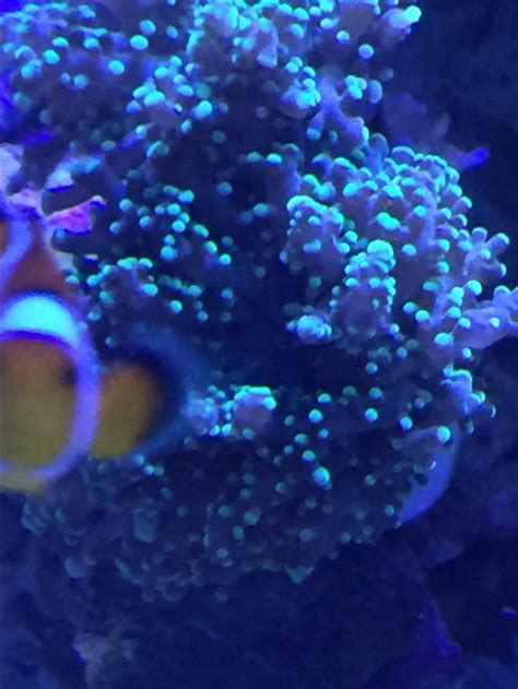 What Type Of Frogspawn Reef2reef