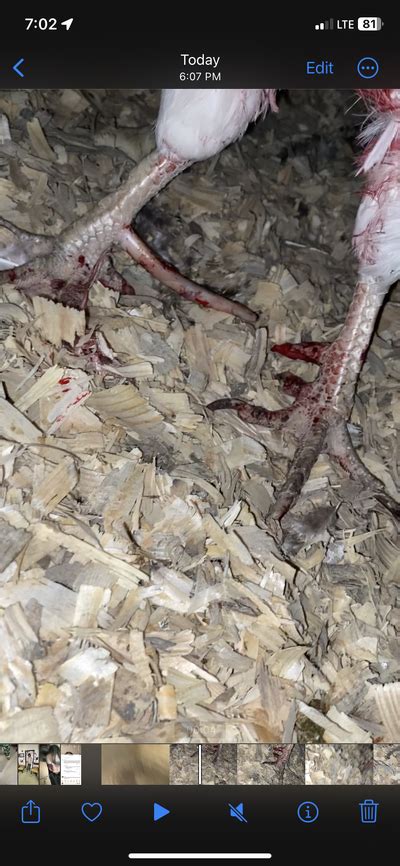 Rooster Spur Completely Off BackYard Chickens Learn How To