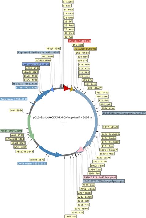 Addgene Pgl3 Basic 9xseq2 Luc Addgene Pgl3 Basic 9xseq2 Luc