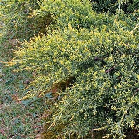 Juniper Chinese Hybrid Pfitzeriana Aurea Buy Juniper Chinese