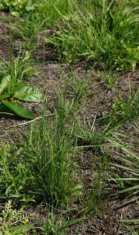 Agrostis tenuis - Изображение особи - Плантариум