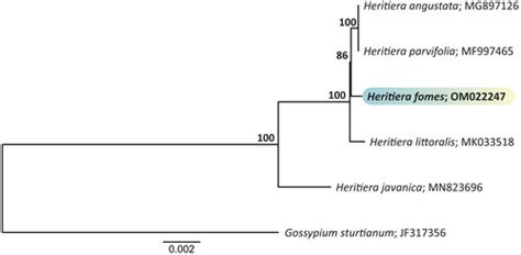 Full Article The Complete Chloroplast Genome Sequence And Phylogenetic