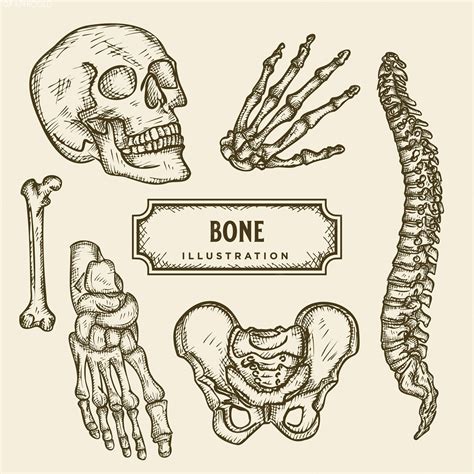 Exploring The Art Of Bone Illustration Graphicold