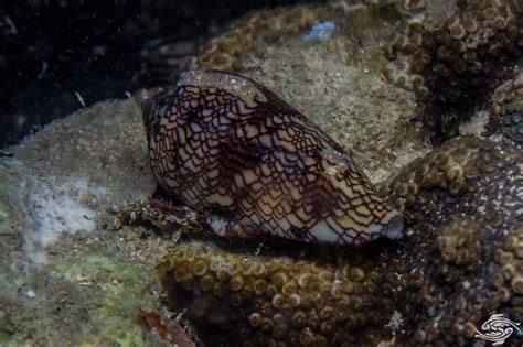 Cone Snail Dart