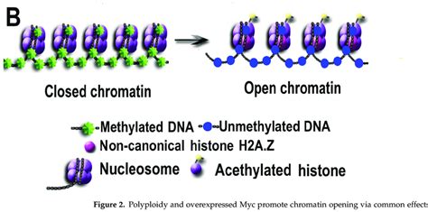 Polyploidy And Overexpressed Myc Promote Chromatin Opening Via Common