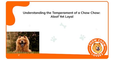 Understanding The Temperament Of A Chow Chow Aloof Yet Loyal