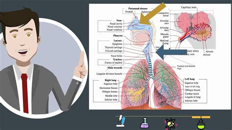 Organs Of The Respiratory System And Their Functions