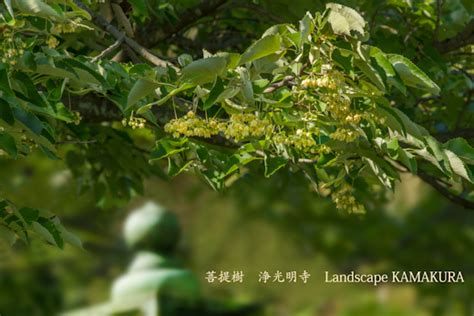 鎌倉浄光明寺菩提樹鎌倉花姿鎌倉ナビLandscape KAMAKURA