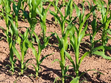 Corn Root Traits Evolved With Both Human Driven Natural Environmental