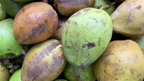 Coconut Detection Object Detection Dataset By Swaraj