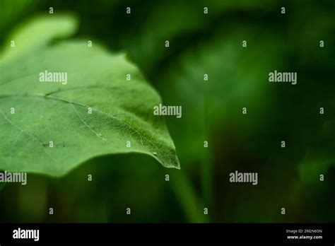 Green Leaf Soft Bokeh Effect Blur Bokeh Green Leaves Bokeh Effect