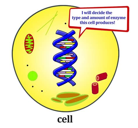 Enzymes Vs Hormones What Are The Differences Between The Two