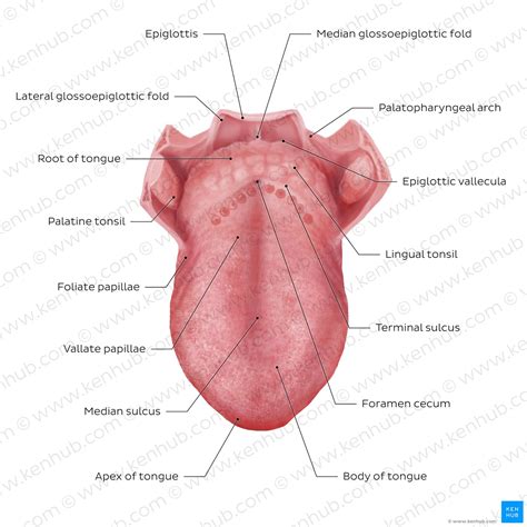 Sensory Organs Tongue Tongue Organ Anatomy