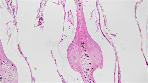 Human Ciliated Epithelium In Section Under Microscope 400x Filmed