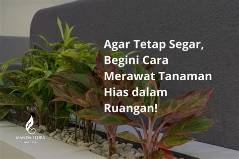 Agar Tetap Segar Begini Cara Merawat Tanaman Hias Dalam Ruangan