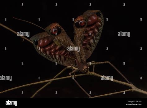 Peacock Katydid Pterochroza Hi Res Stock Photography And Images Alamy