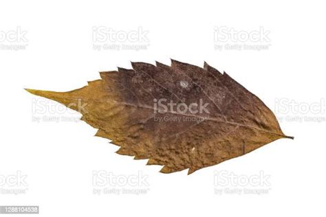 Photo Libre De Droit De Feuille De Couleur Dautomne Isolé Sur Fond