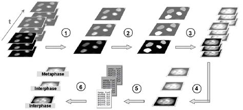 image analysis workflow 1 maximum intensity projection of multi cell