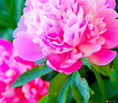 Flower Picture Profile At Micheal Wilder Blog