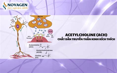 Acetylcholine Ach Chất Dẫn Truyền Thần Kinh Kích Thích