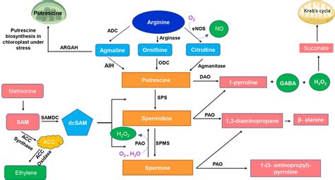 Polyamines Pas Biosynthesis And Catabolism In Plants The First Step