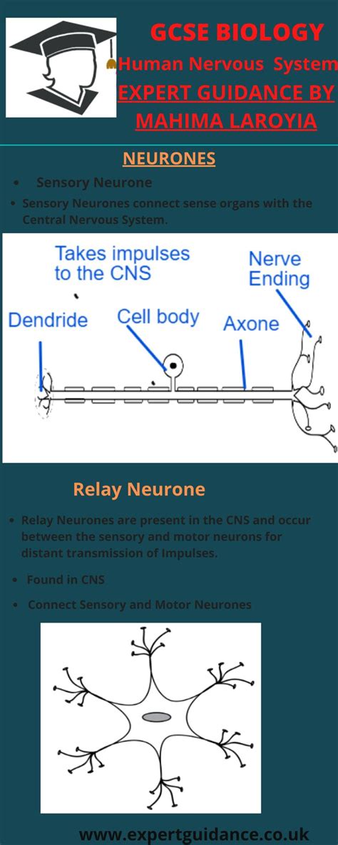 Aqa Gcse Biology B10 Human Nervous System Complete Revision Summary
