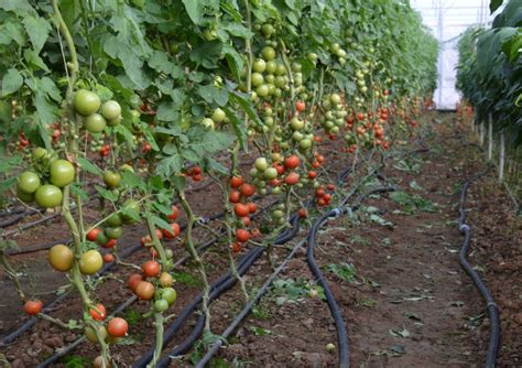 Approval Of Geothermal Greenhouse Organized Industrial Zone Transmark