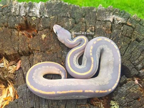 Purple Python Artofit