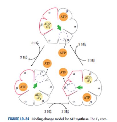 structure and mechanism of ATP synthase - Nilesh