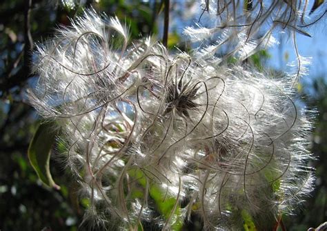 Esperance Wildflowers Clematis Pubescens Common Clematis