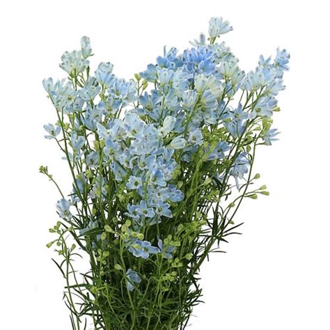Delphinium Morpho Sky Blue 60cm Wholesale Dutch Flowers And Florist