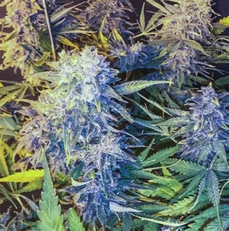C99 X Blueberry Fast Version Babcia Ganja Nasiona Marihuany