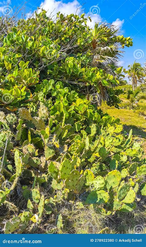 Spiny Green Cactus Cacti Plants Trees With Spines Fruits Mexico Stock