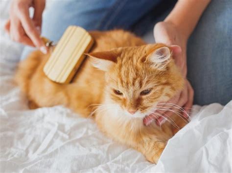 突然猫アレルギーに！ 治るの？ 重傷化する？ 猫を手放さず一緒に暮らすための対策 「犬や猫ともっと幸せに」をコンセプトにしたwebメディア
