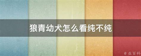 狼青幼犬怎么看纯不纯 业百科