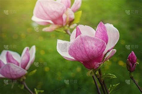 木兰