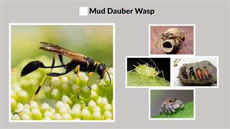 Mud Dauber Wasp Nest Sting Types And Complete Guide