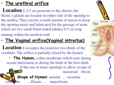 Anatomy Of Female Reproductive Organs