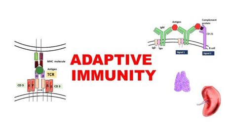 Adaptive Immunity Pathology Made Simple