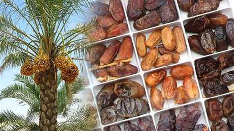 بزرگترین کارخانه فرآوری خرمای کشور در انتظار نقدینگی