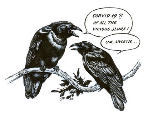 257 Funniest Crow Jokes You Need To Hear Meredith Plays