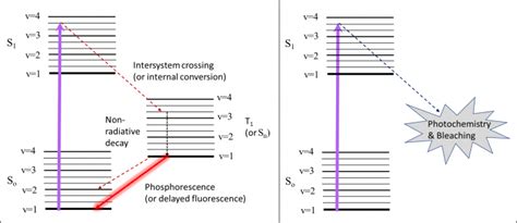Overview Of Fluorescence Omega Custom Optical Filters