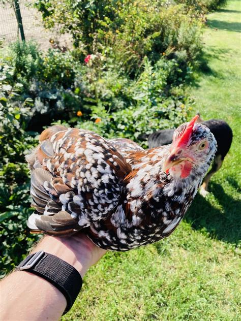 Blumenhühner Legereife Junghennen Huhn Hühner Abzugeben Rastow