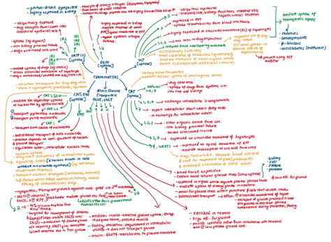 Endocrine System Mind Map