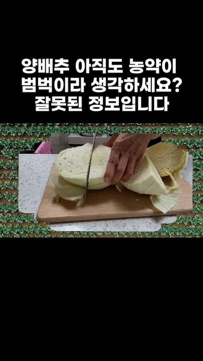 세계 3대 장수 식품 양배추 드세요 위염 위궤양 사라져요 Youtube