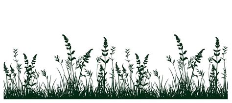 Sketch Weeds Herbal Flowers And Cereals 47191936 Vector Art At Vecteezy