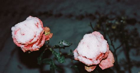 12월 감기 겨울 겨울 풍경 겨울밤 겨울의 식물상 경치 계절 관목 꽃 꽃이 피는 날씨 냉동 꽃 냉동 장미 냉랭한 눈 눈 내리는 눈 덮인 눈이