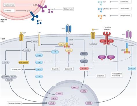 Novel Strategies To Manage Car T Cell Toxicity Lifeboat News The Blog