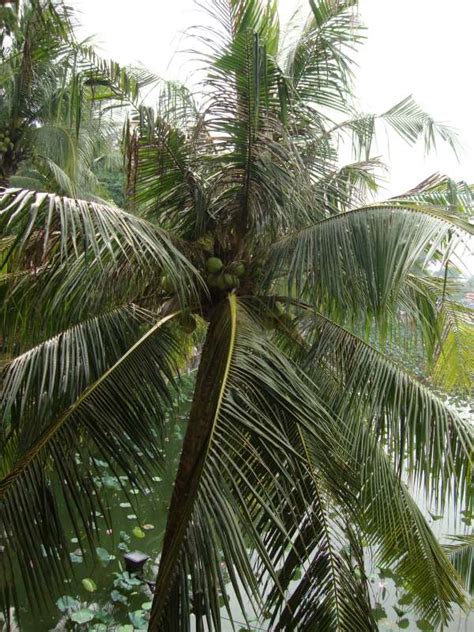 Cocos Nucifera Coconut Palm