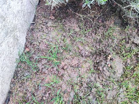 Grass Problem Rgardeninguk